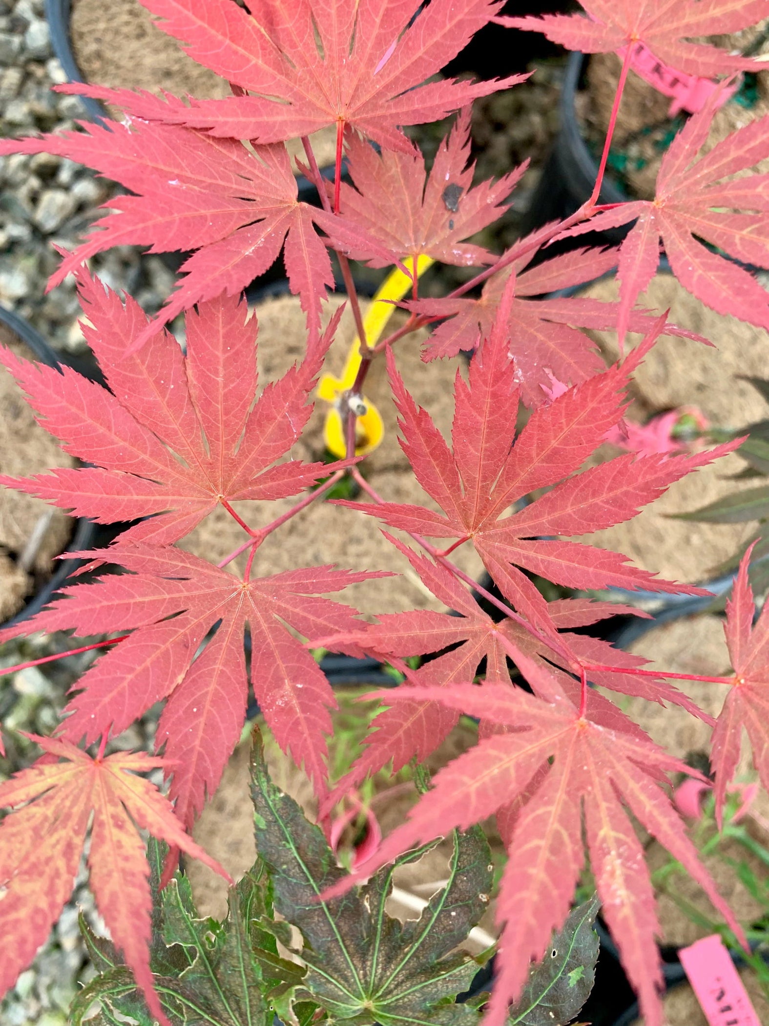 Buy Acer palmatum 'Inazuma' Red Japanese Maple — Mr Maple │ Buy ...