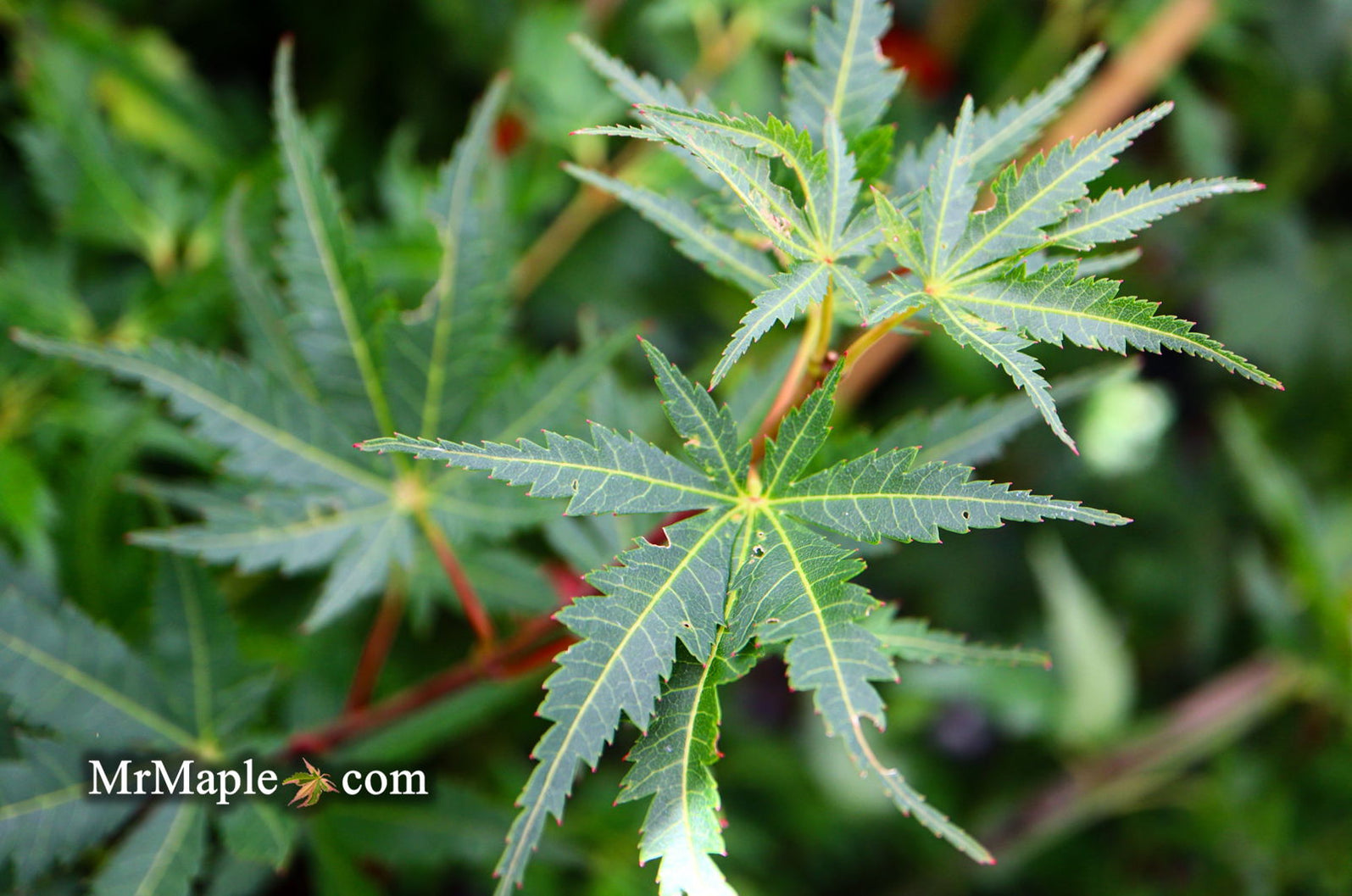 Buy Acer palmatum 'Incognito' Dwarf Japanese Maple — Mr Maple │ Buy ...