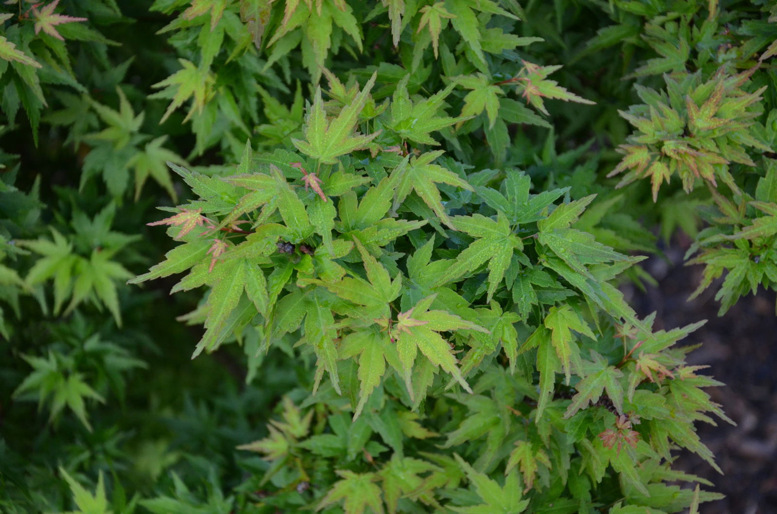 Buy Acer palmatum 'Jade Dragon' Dwarf Japanese Maple Tree — Mr Maple ...
