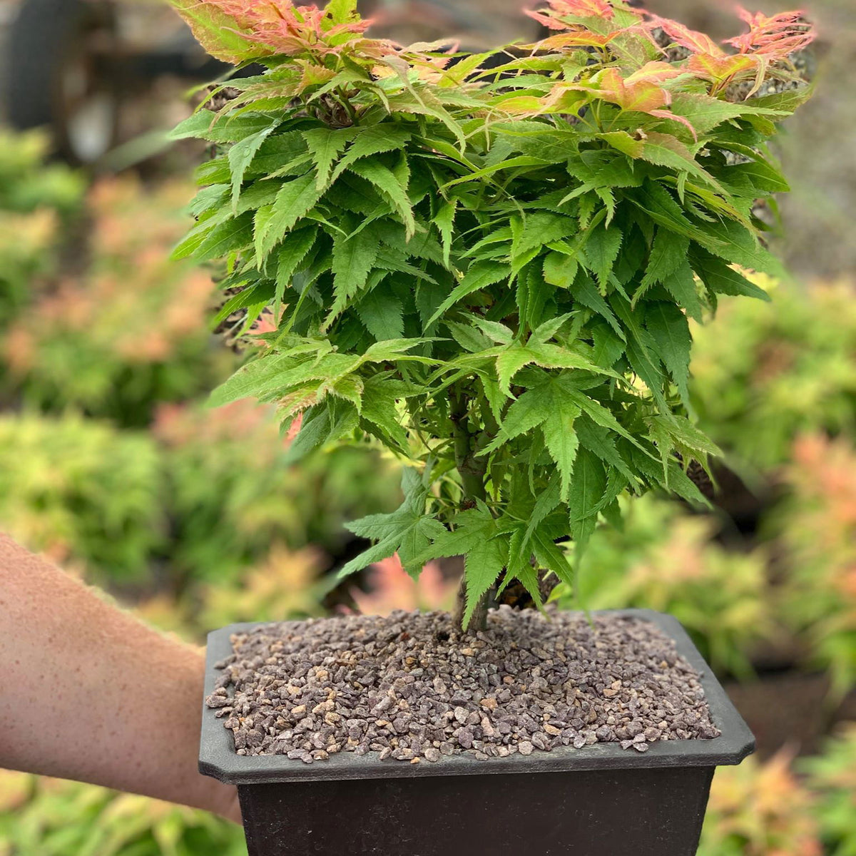Buy Acer palmatum 'Japanese Princess' Japanese Maple — Mr Maple │ Buy ...