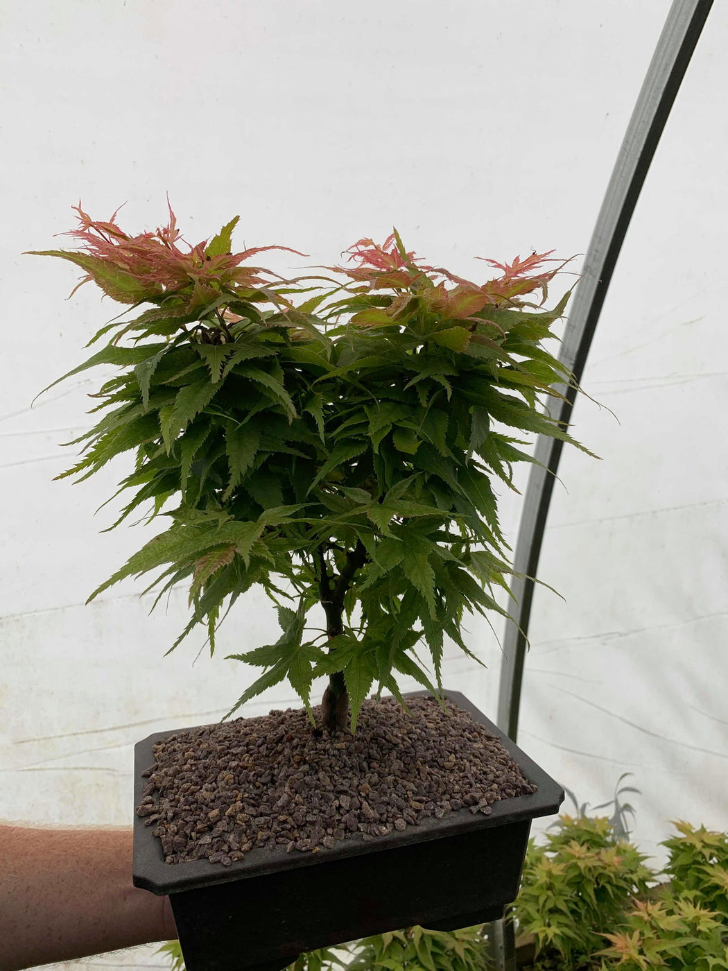 Buy Acer palmatum 'Japanese Princess' Japanese Maple — Mr Maple │ Buy ...