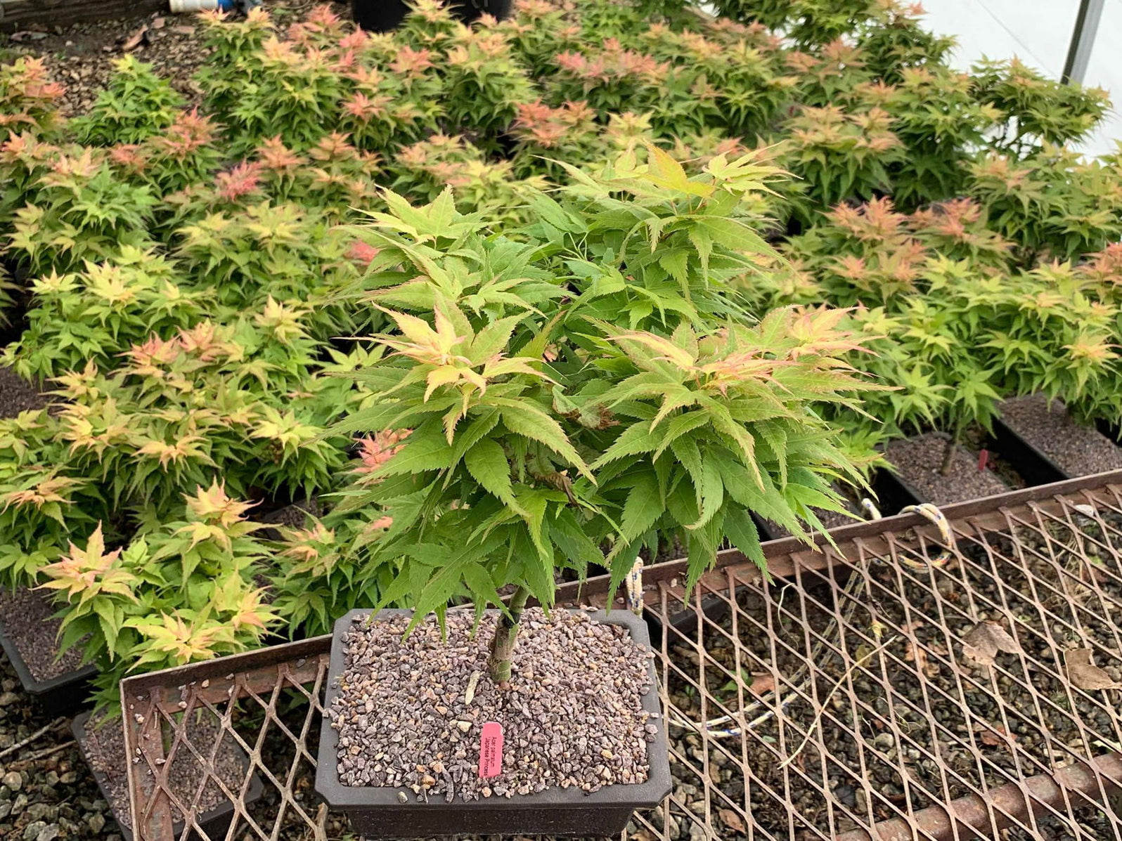 Buy Acer palmatum 'Japanese Princess' Japanese Maple — Mr Maple │ Buy ...