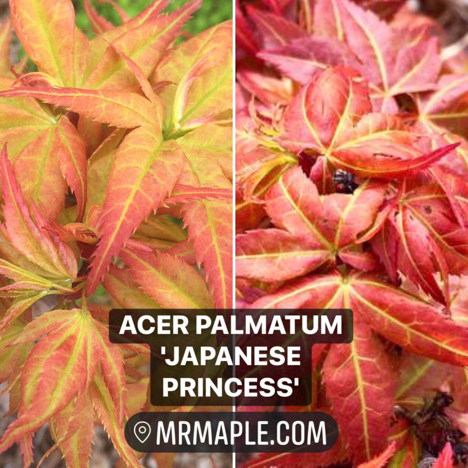 Buy Acer palmatum 'Japanese Princess' Japanese Maple — Mr Maple │ Buy ...