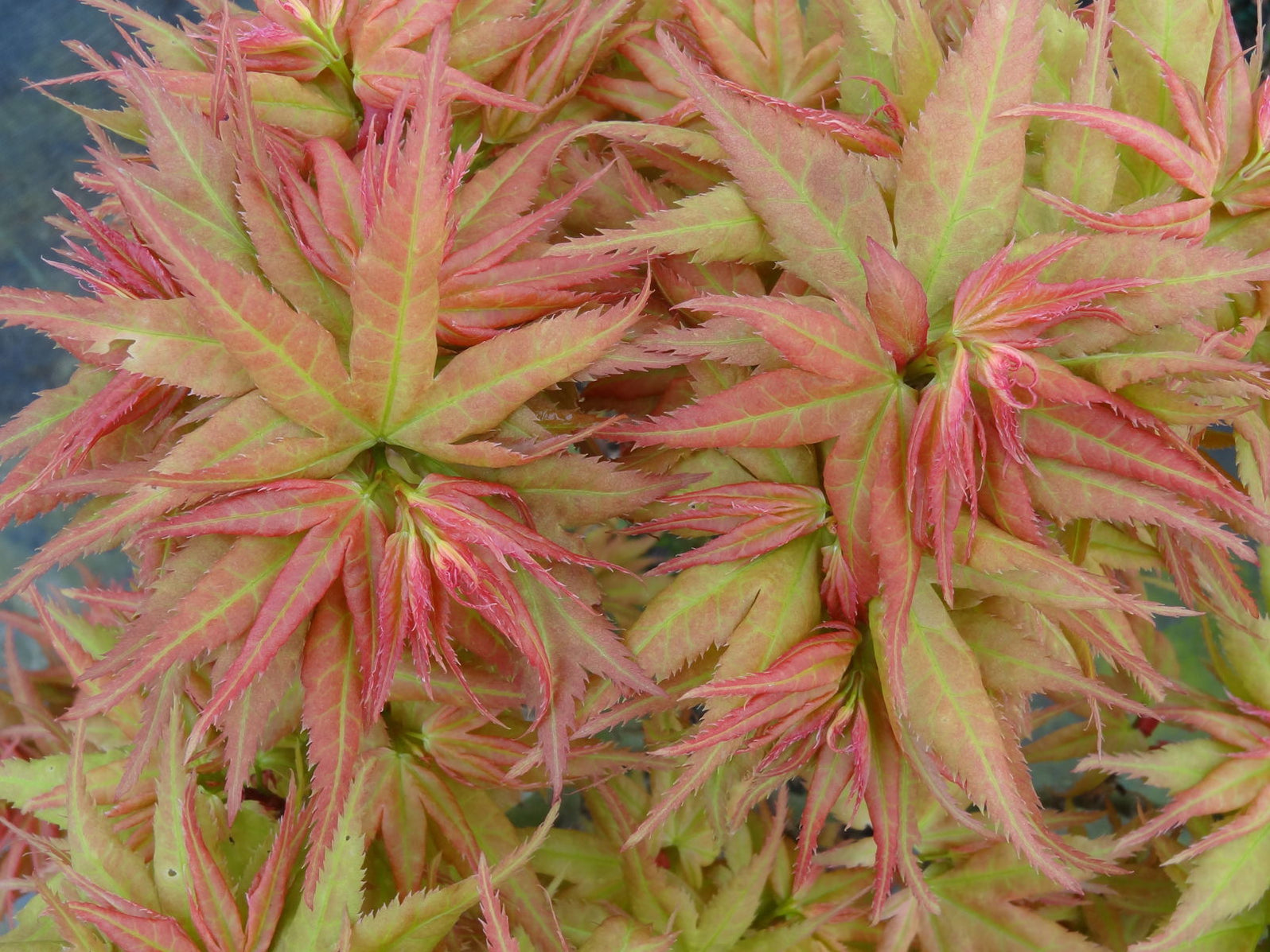 Buy Acer palmatum 'Japanese Princess' Japanese Maple — Mr Maple │ Buy ...