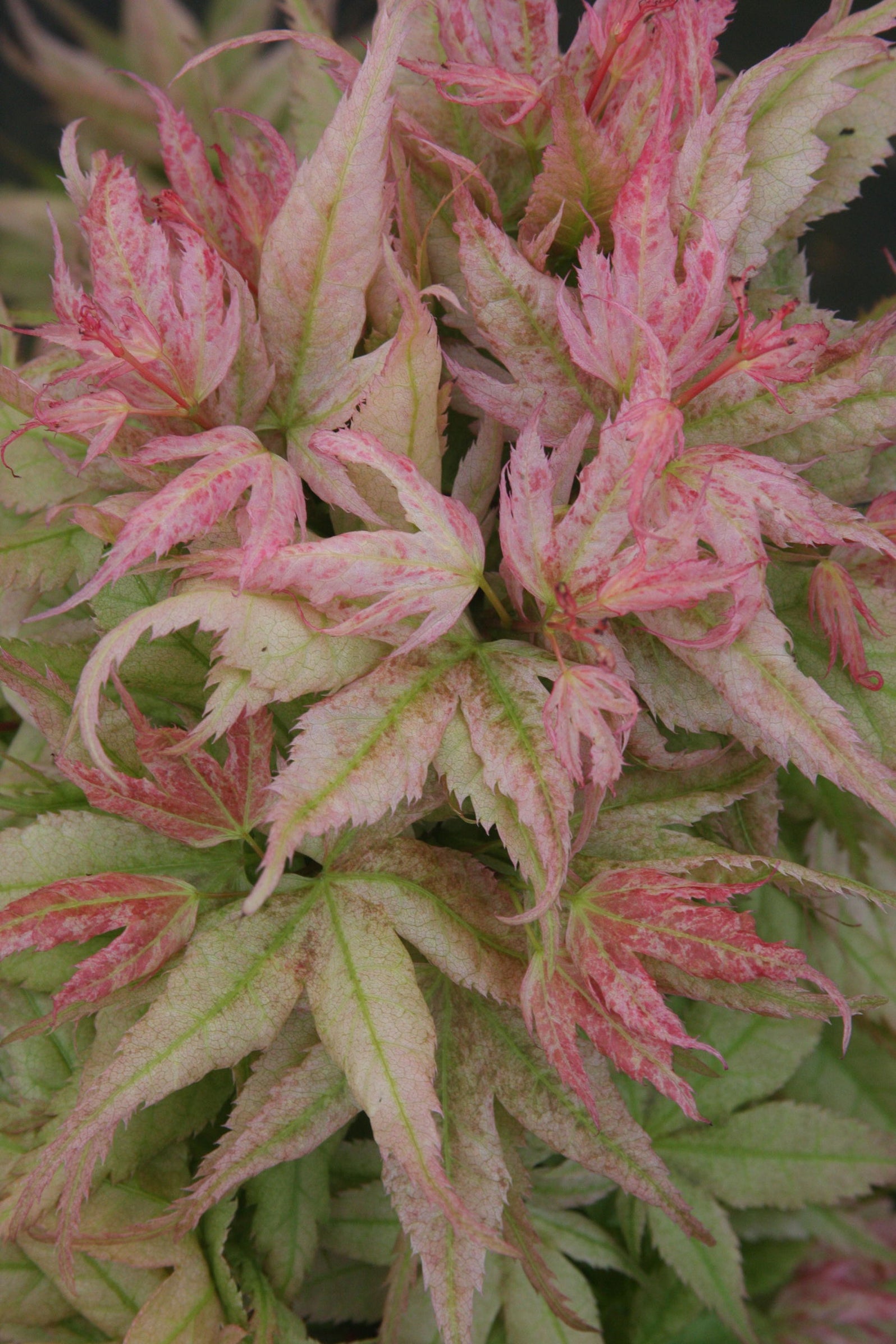 Buy Acer palmatum 'Japanese Princess' Japanese Maple — Mr Maple │ Buy ...