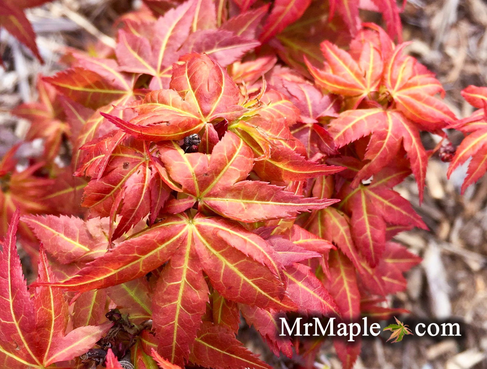 Buy Acer palmatum 'Japanese Princess' Japanese Maple — Mr Maple │ Buy ...
