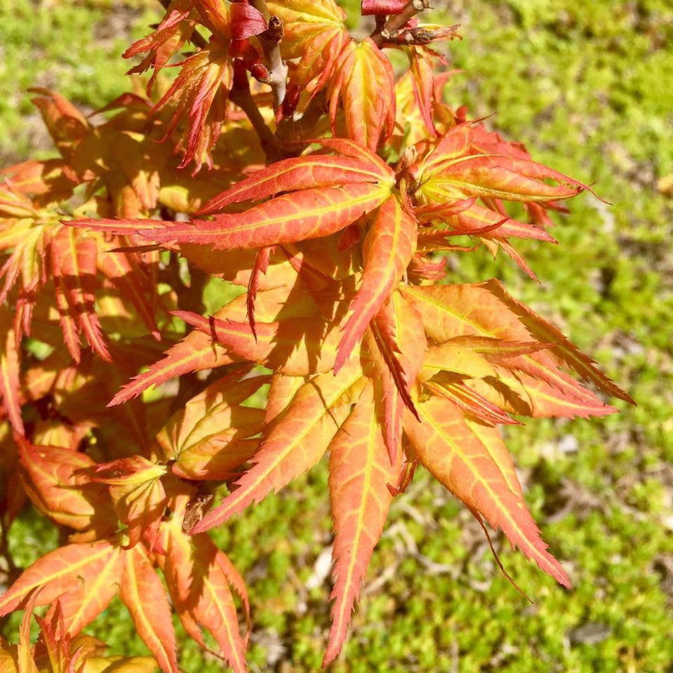 Buy Acer palmatum 'Japanese Princess' Japanese Maple — Mr Maple │ Buy ...