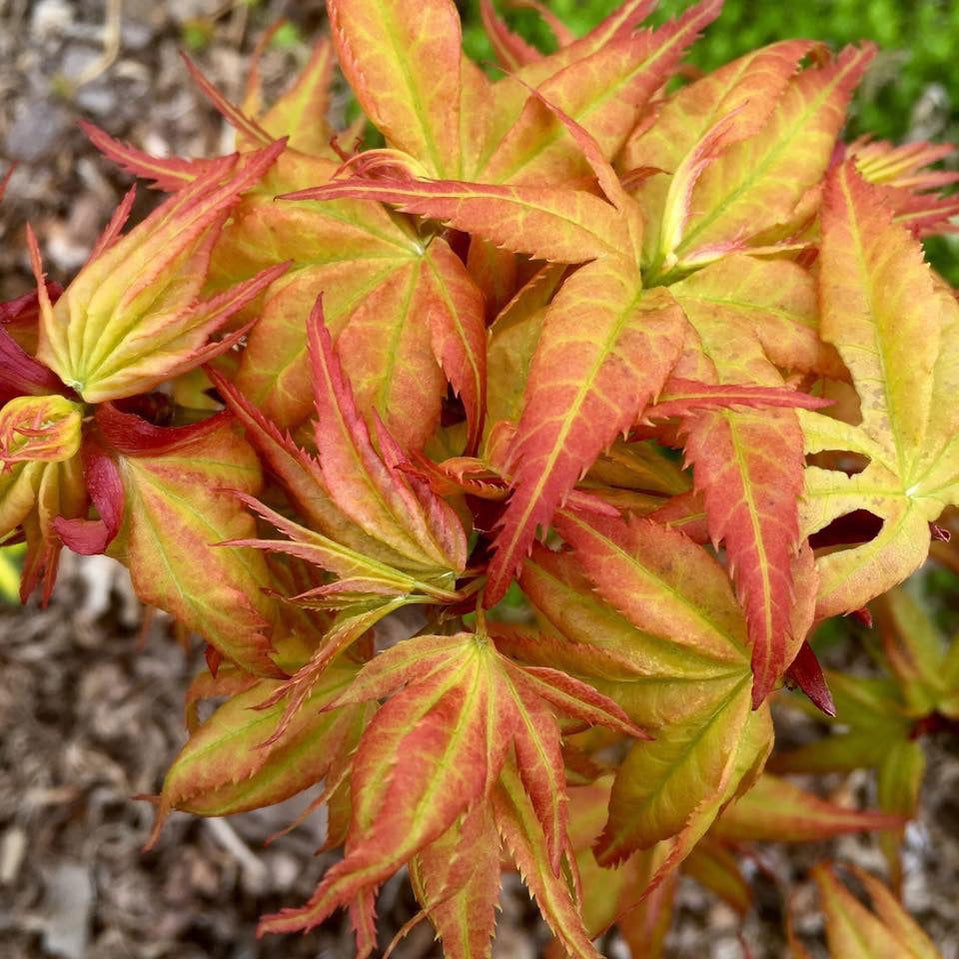 Buy Acer palmatum 'Japanese Princess' Japanese Maple — Mr Maple │ Buy ...