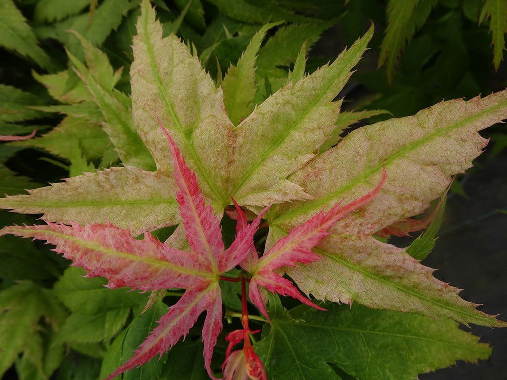 Buy Acer palmatum 'Japanese Princess' Japanese Maple — Mr Maple │ Buy ...