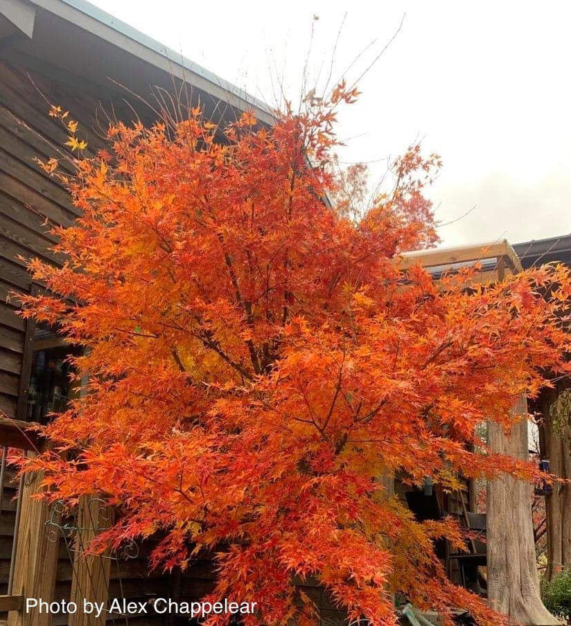 Buy Japanese Maples - MrMaple — Mr Maple │ Buy Japanese Maple Trees