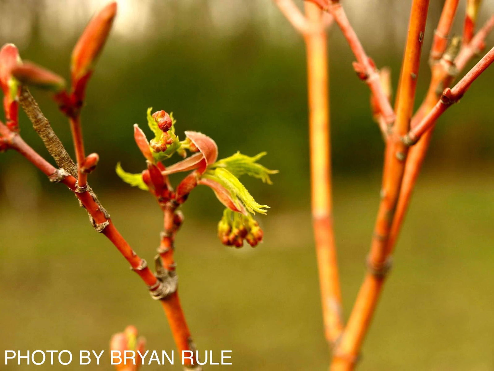 Buy Japanese Maples - MrMaple — Mr Maple │ Buy Japanese Maple Trees