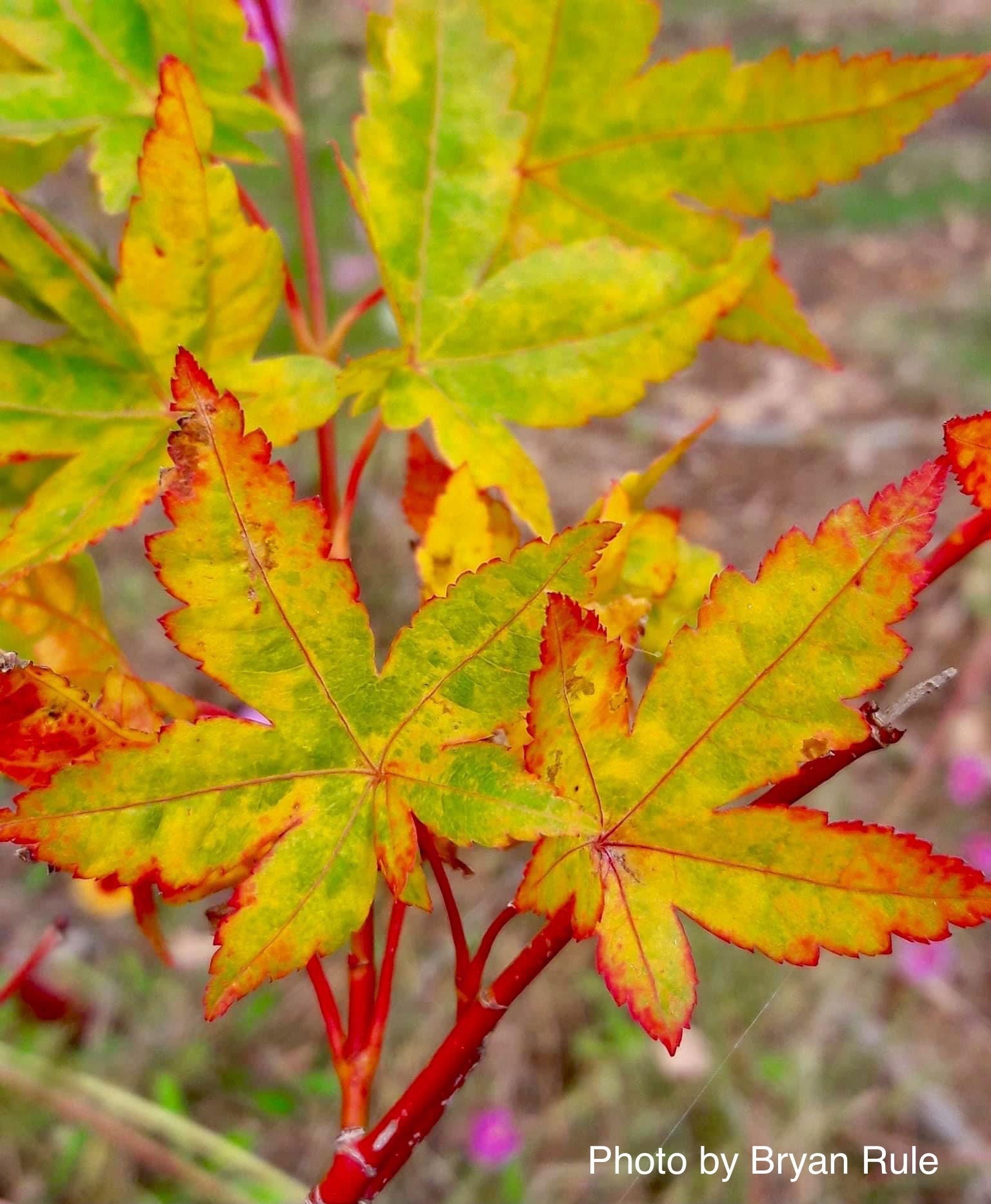 Buy Acer palmatum 'Japanese Sunrise' Coral bark Winter Interest ...