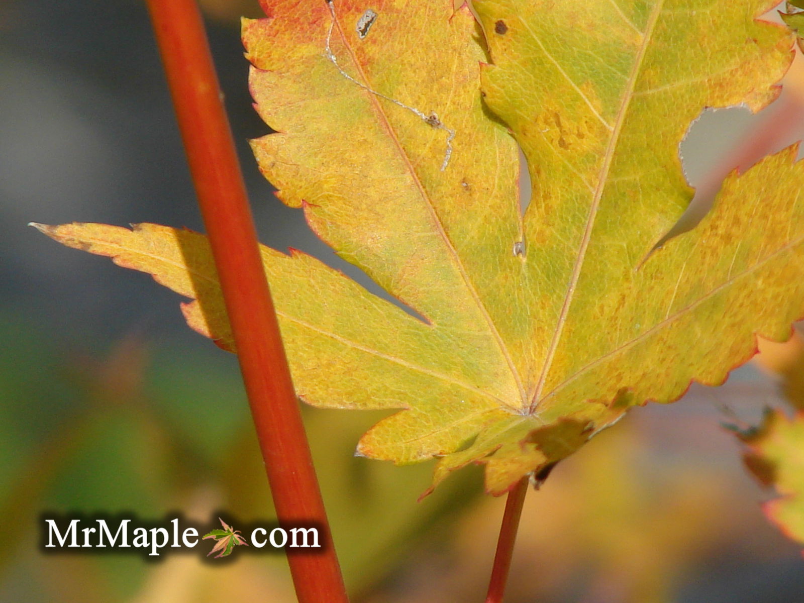 Buy Acer palmatum 'Japanese Sunrise' Coral bark Winter Interest ...
