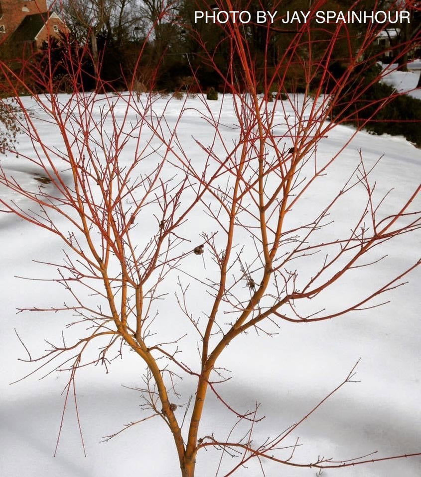 Buy Acer palmatum 'Japanese Sunrise' Coral bark Winter Interest ...