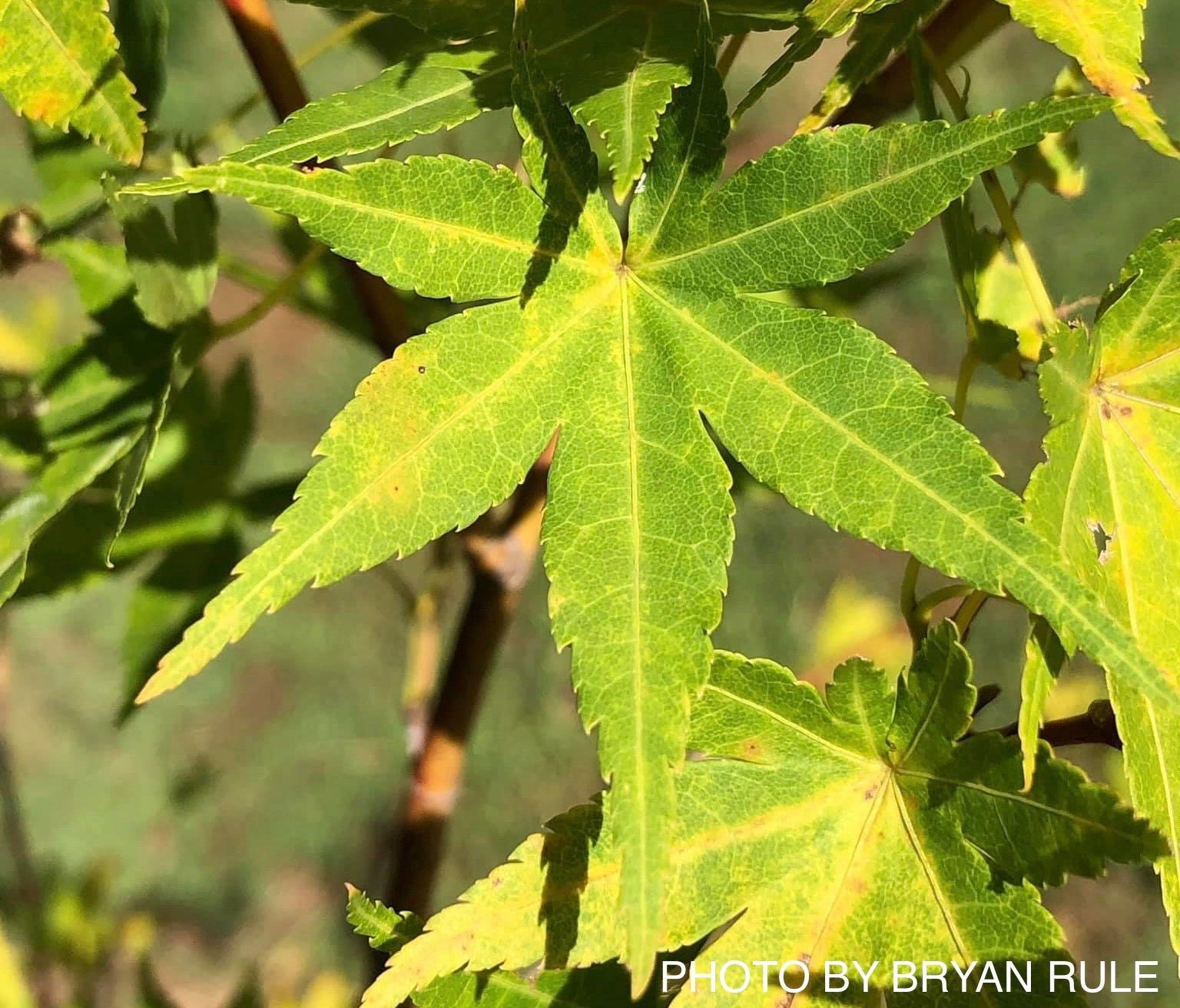 Buy Acer palmatum 'Japanese Sunrise' Coral bark Winter Interest ...
