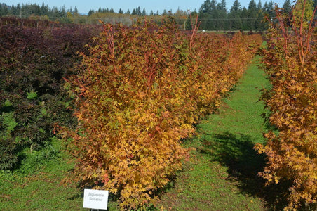Buy Acer palmatum 'Japanese Sunrise' Coral bark Winter Interest ...