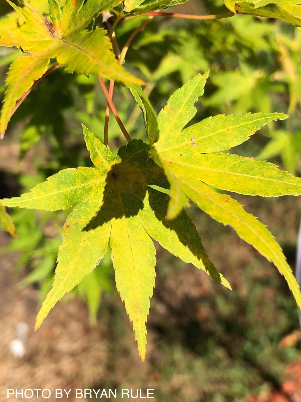 Buy Acer palmatum 'Japanese Sunrise' Coral bark Winter Interest ...