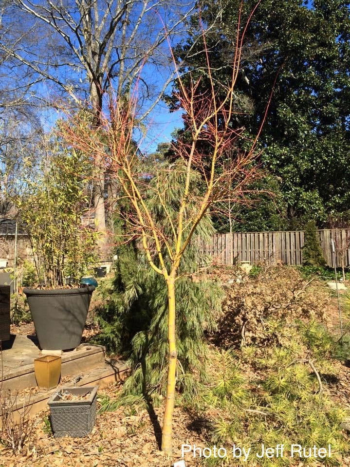 Buy Acer palmatum 'Japanese Sunrise' Coral bark Winter Interest ...