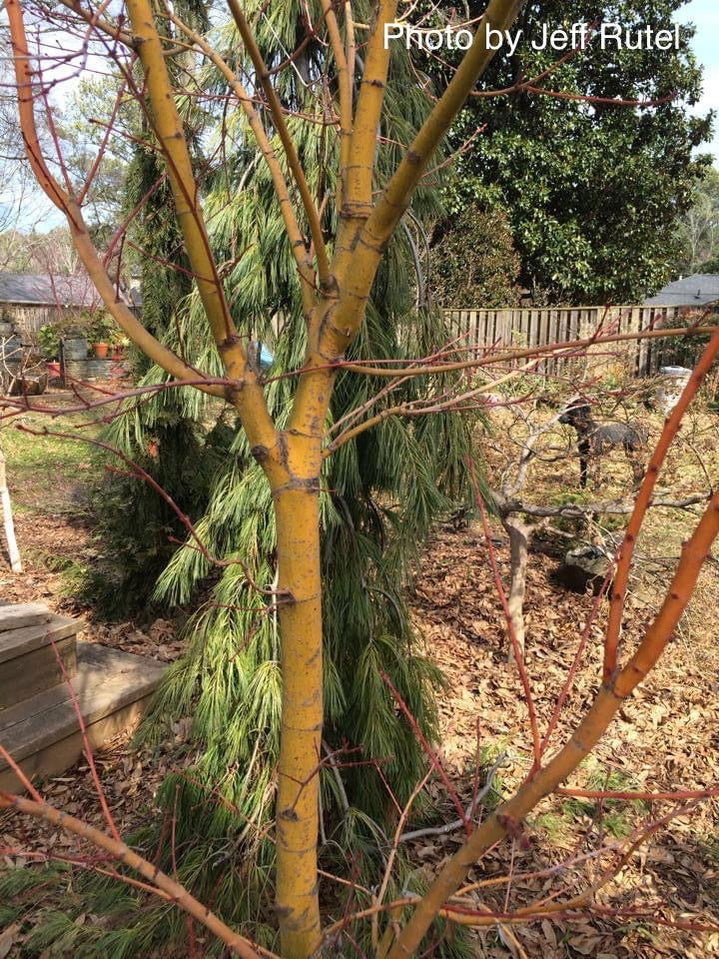 Buy Acer palmatum 'Japanese Sunrise' Coral bark Winter Interest ...