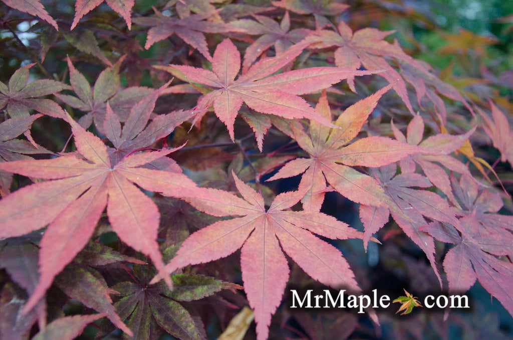 Buy Japanese Maples - MrMaple — Mr Maple │ Buy Japanese Maple Trees