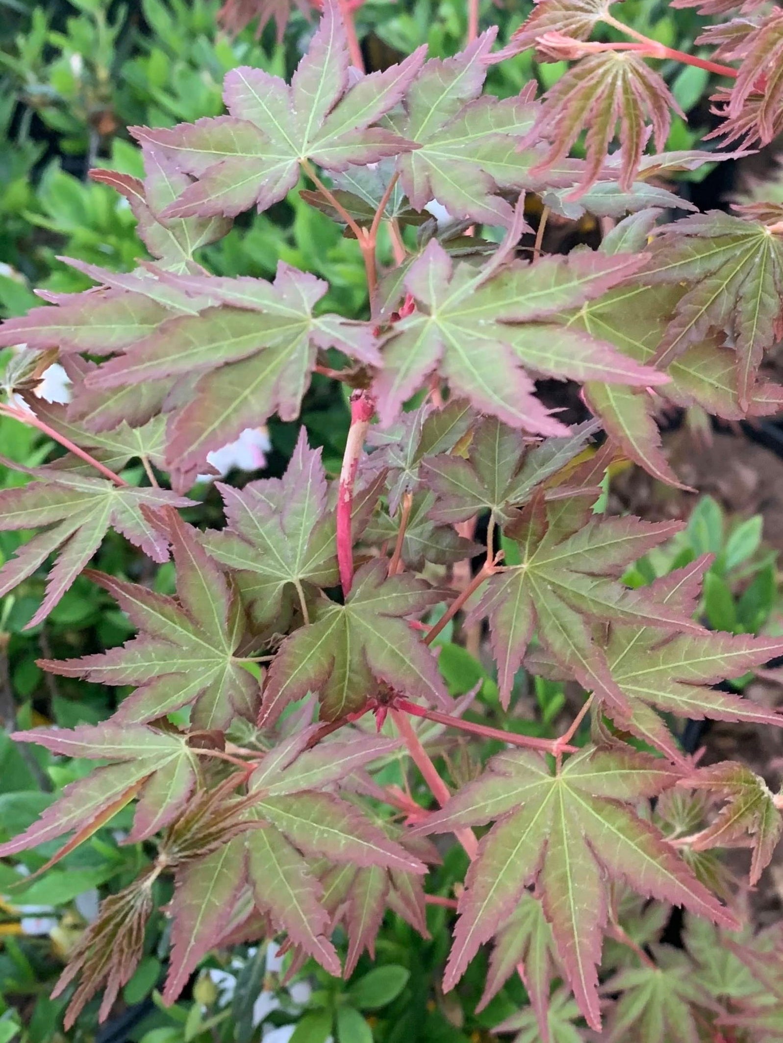 Buy Acer palmatum 'Ji jiao' Orange Coral Bark Japanese Maple — Mr Maple ...