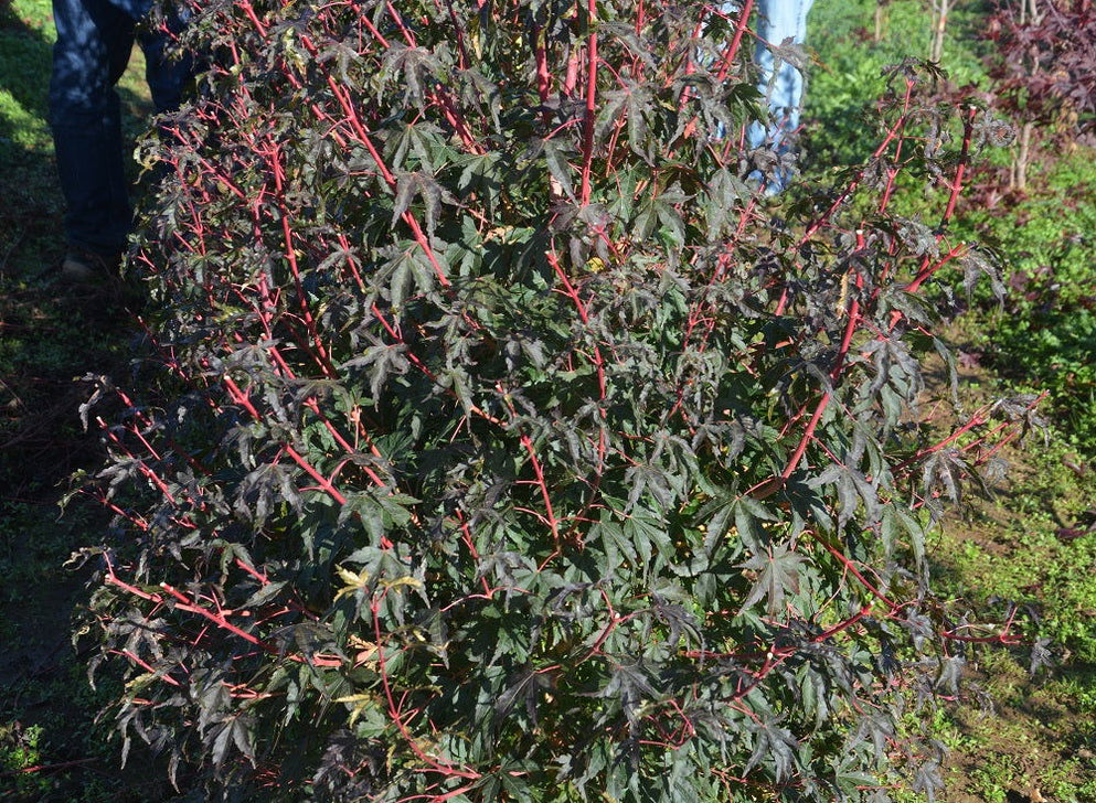 Buy Acer palmatum 'Ji jiao' Orange Coral Bark Japanese Maple — Mr Maple ...