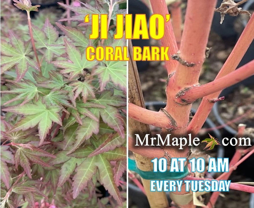 Buy Acer palmatum 'Ji jiao' Orange Coral Bark Japanese Maple — Mr Maple ...