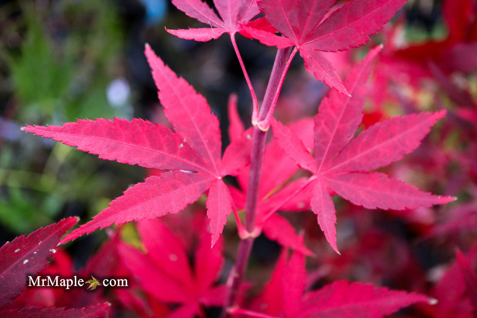 Buy Acer palmatum 'Jim's Memory' Dwarf Red Japanese Maple — Mr Maple ...