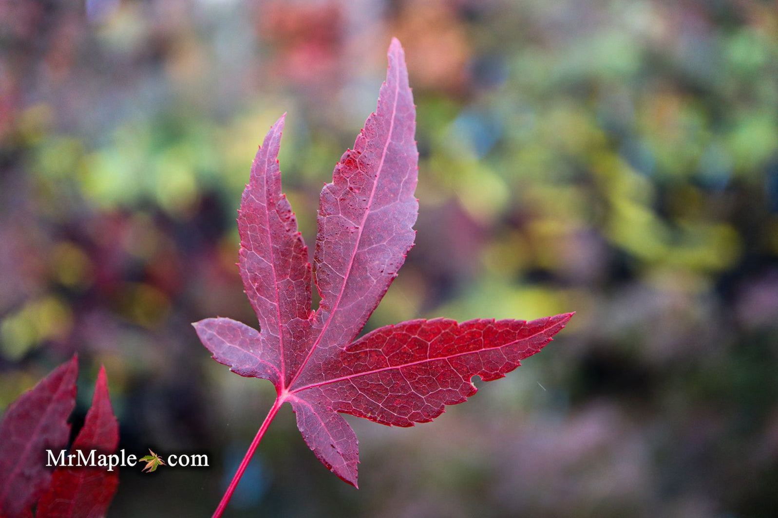 Buy Acer palmatum 'Jim's Memory' Dwarf Red Japanese Maple — Mr Maple ...
