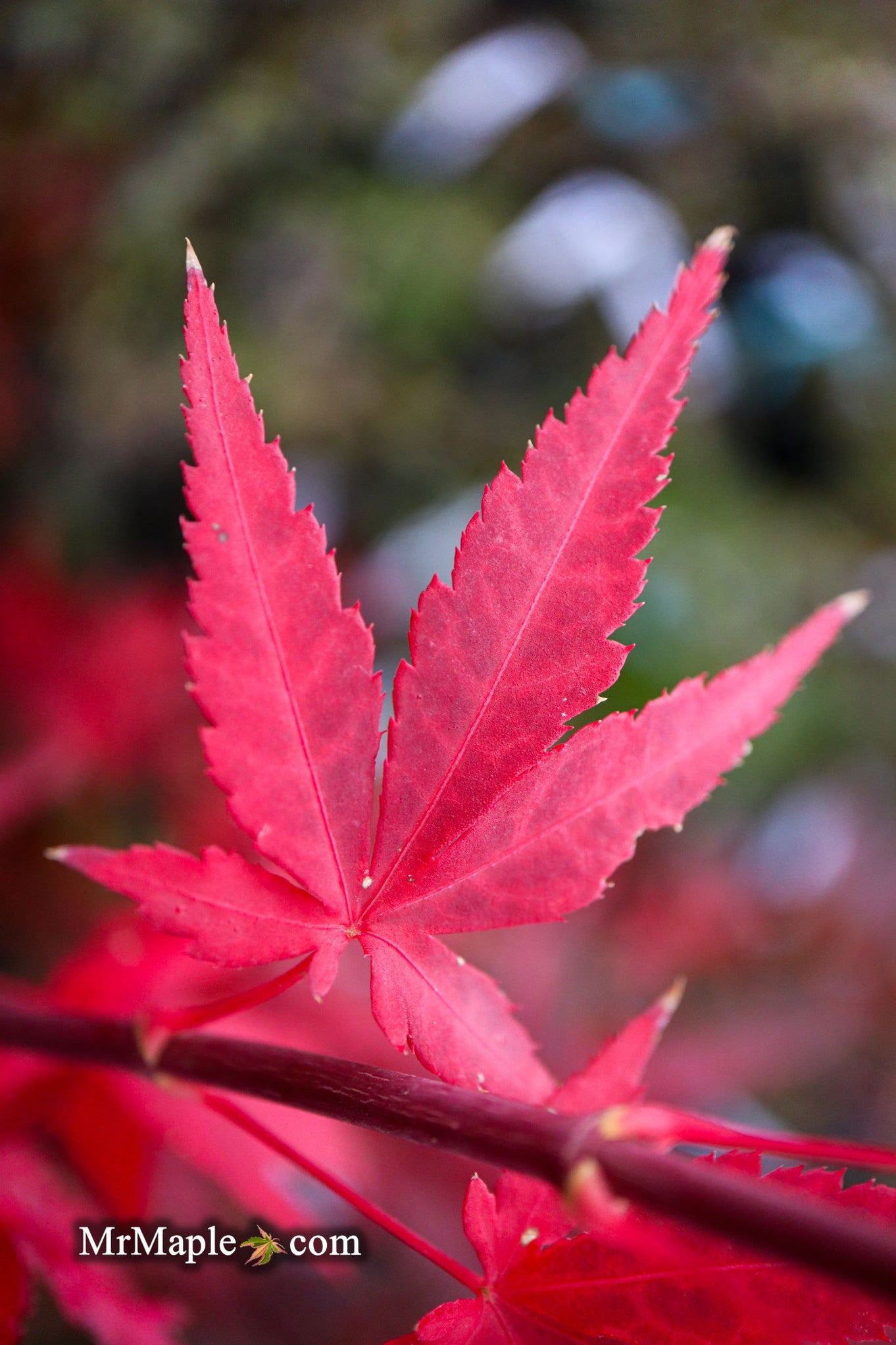 Buy Acer palmatum 'Jim's Memory' Dwarf Red Japanese Maple — Mr Maple ...