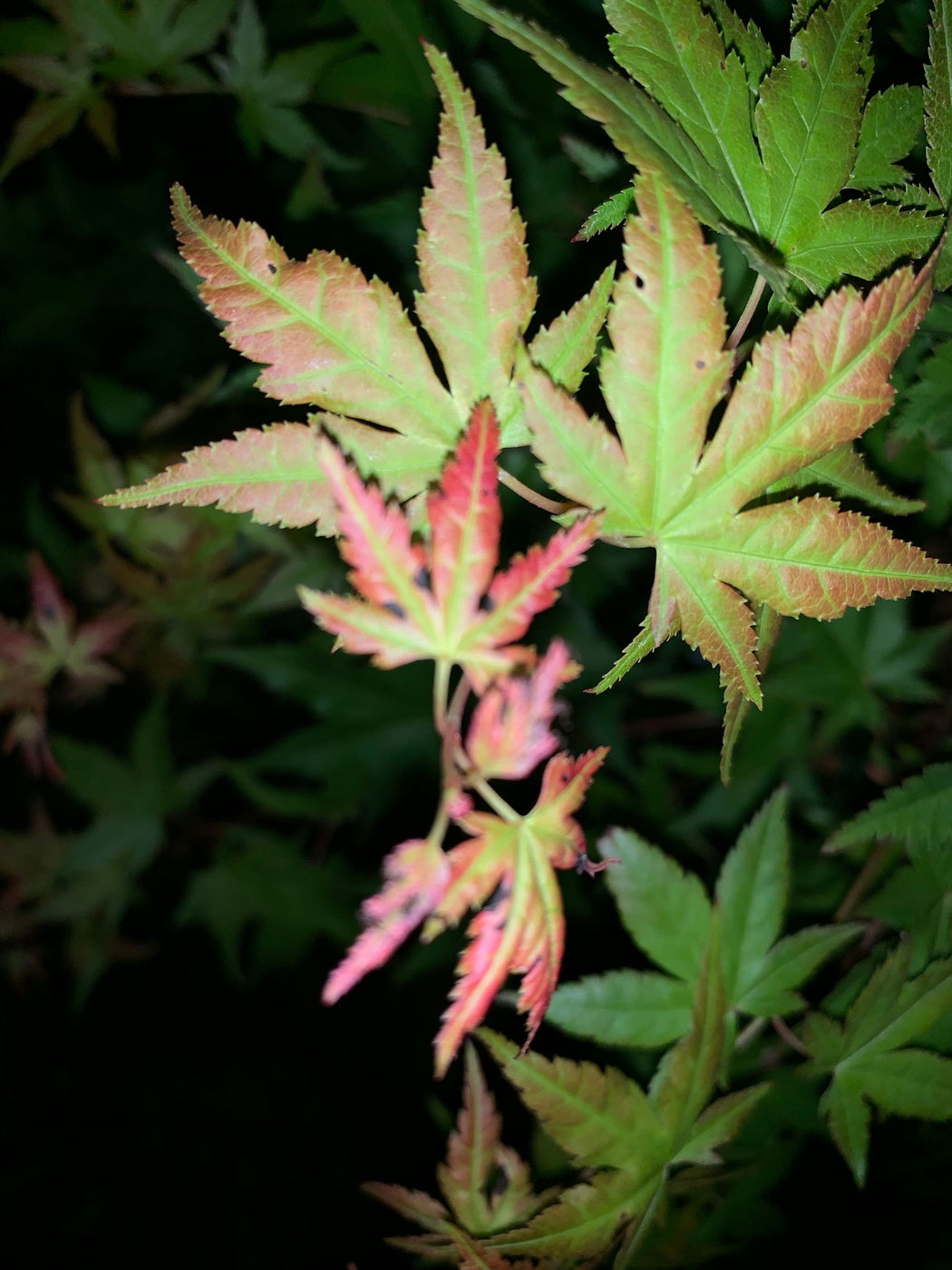 Buy Acer palmatum 'Johnnie's Pink' Japanese Maple — Mr Maple │ Buy ...