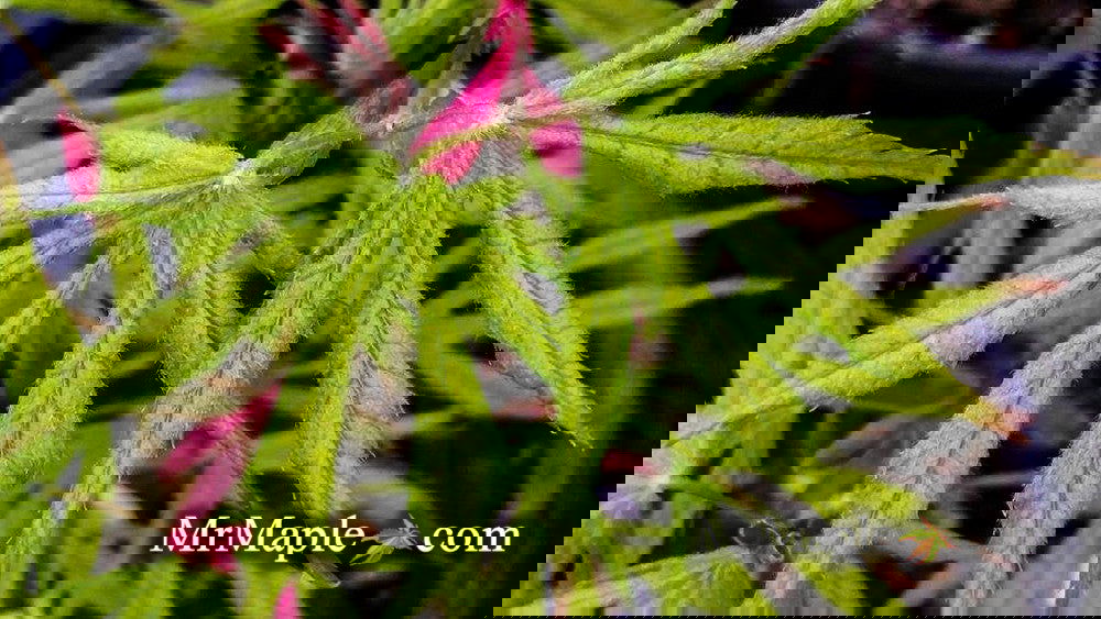 Buy Acer palmatum 'Julia' Japanese Maple — Mr Maple │ Buy Japanese ...