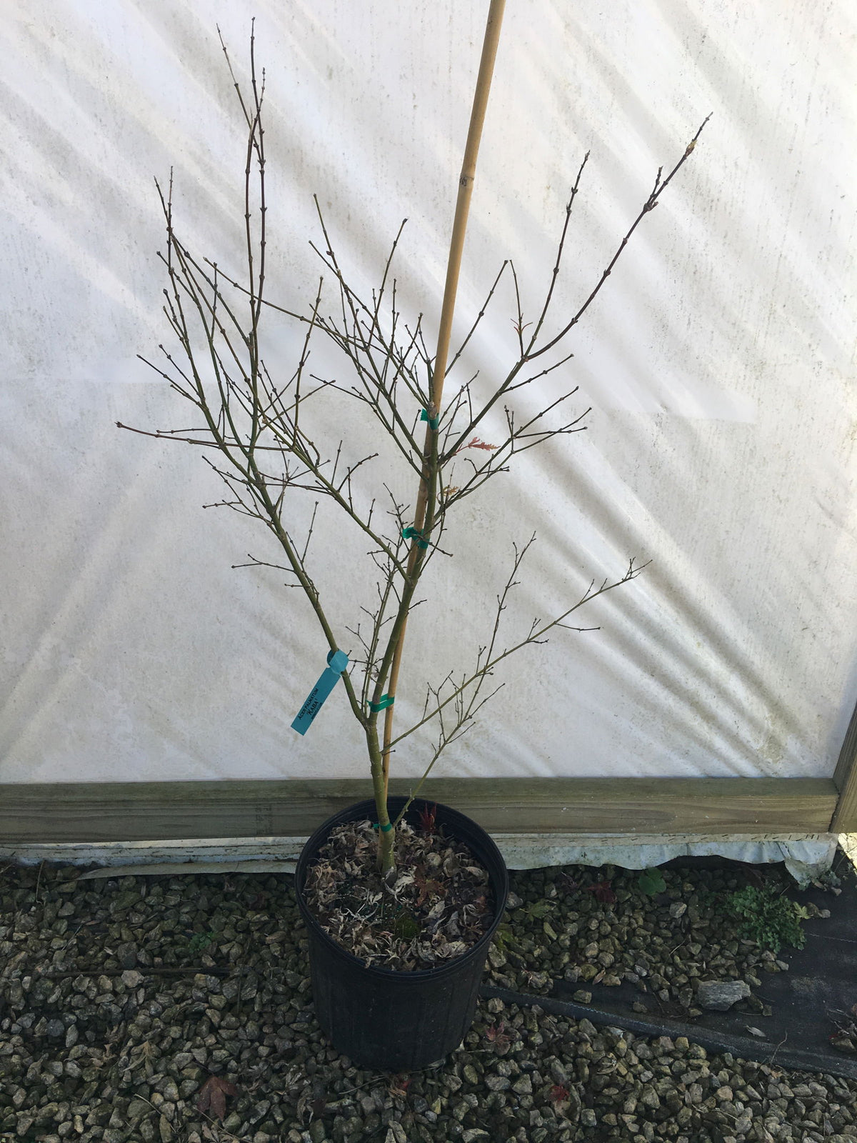 Buy Acer palmatum 'Kaba' Japanese Maple — Mr Maple │ Buy Japanese Maple ...