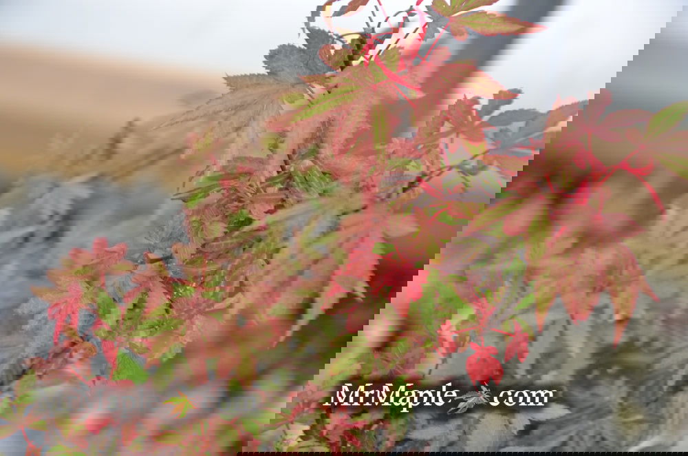 Buy Acer palmatum 'Kandy Kitchen' Dwarf Red Japanese Maple Tree — Mr ...