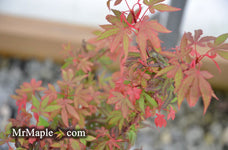 Buy Acer palmatum 'Kandy Kitchen' Dwarf Red Japanese Maple Tree — Mr ...