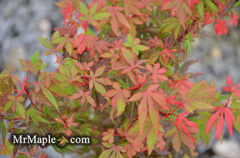 Buy Acer palmatum 'Kandy Kitchen' Dwarf Red Japanese Maple Tree — Mr ...