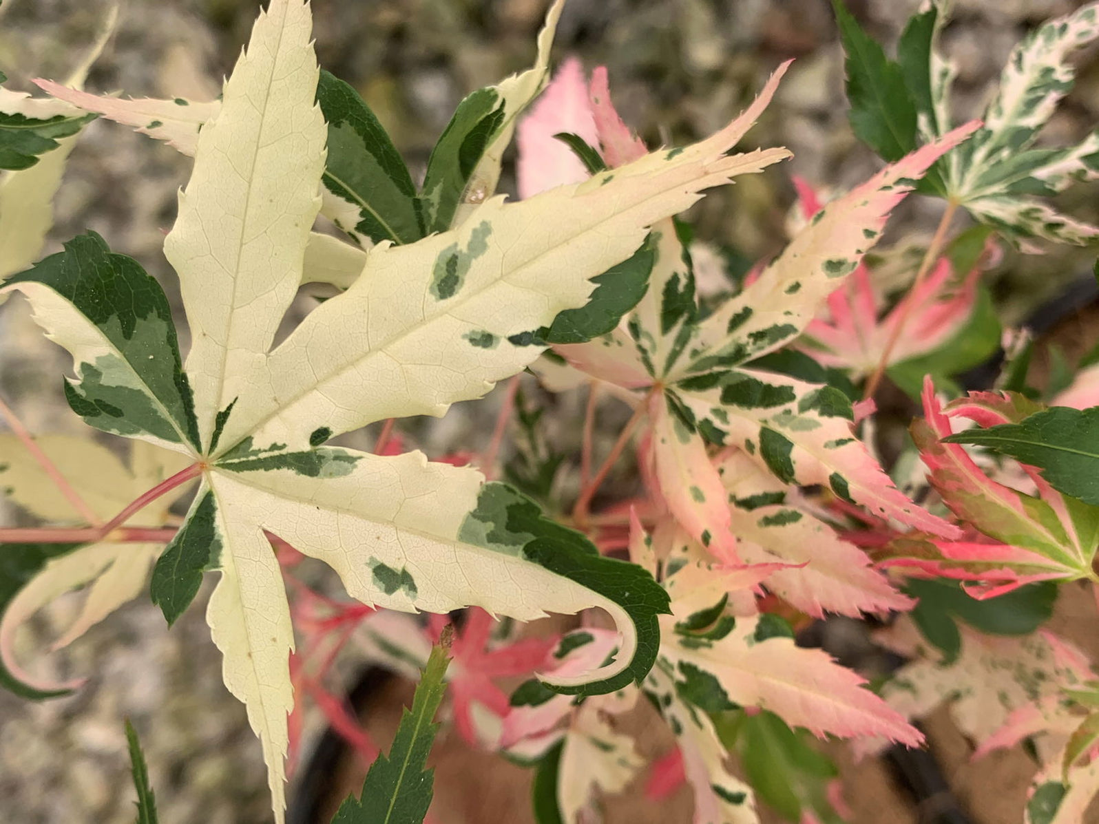 Buy Acer palmatum 'Karasu gawa' Pink Variegated Japanese Maple — Mr ...