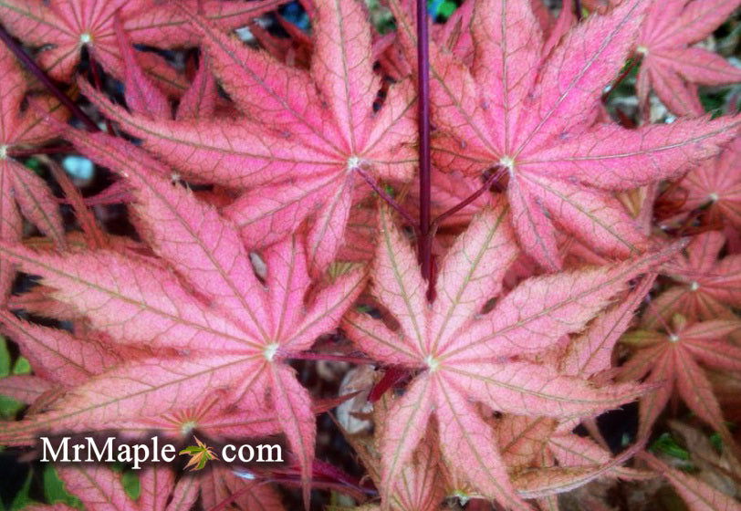 Buy Acer palmatum 'Kasagiyama' Japanese Maple — Mr Maple │ Buy Japanese ...