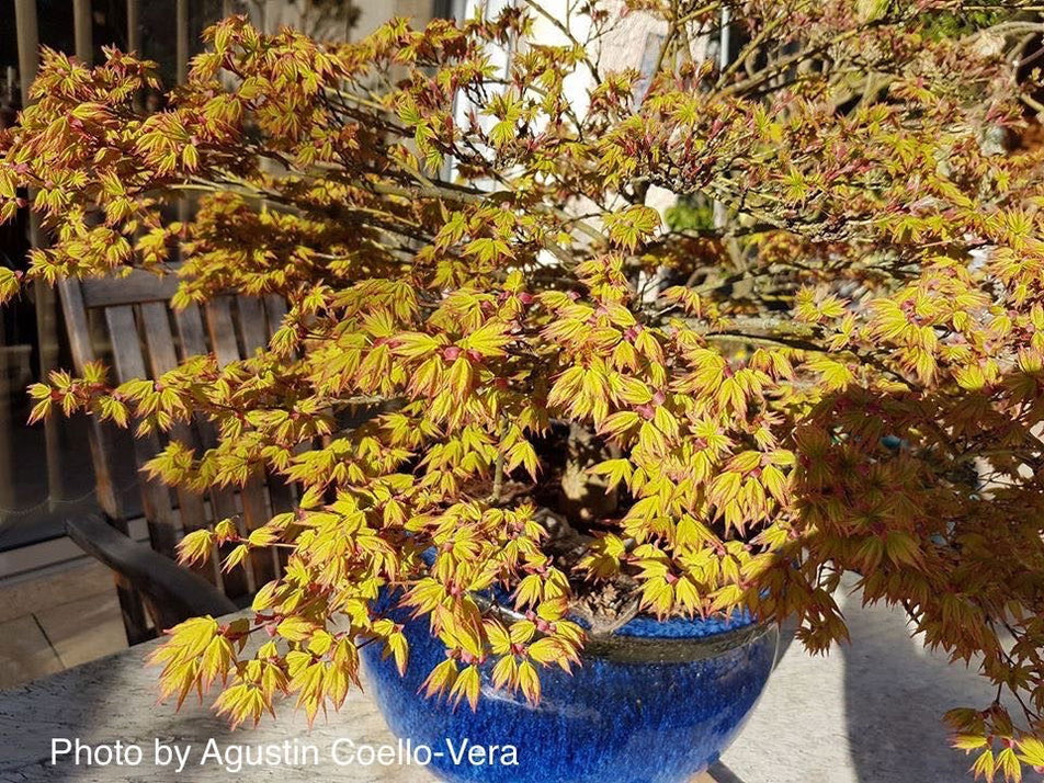Buy Acer palmatum 'Kashima' Dwarf Japanese Maple — Mr Maple │ Buy ...