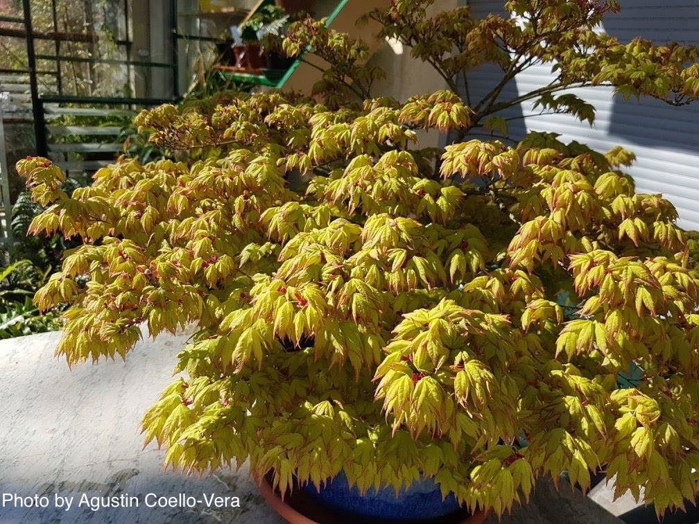 Buy Acer palmatum 'Kashima' Dwarf Japanese Maple — Mr Maple │ Buy ...