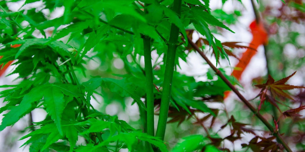 Buy Acer palmatum 'Kawahara no midori' Green Bark Japanese Maple — Mr ...