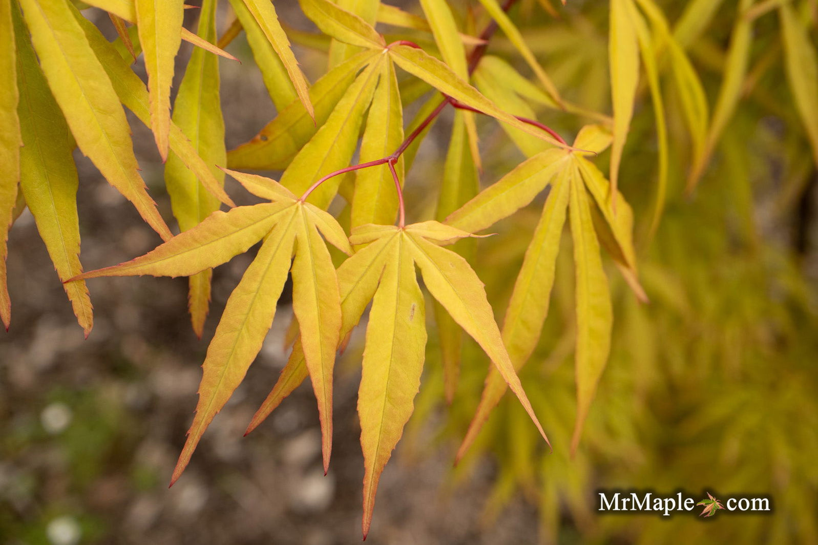 Buy Acer palmatum 'Kenbu' Japanese Maple — Mr Maple │ Buy Japanese ...