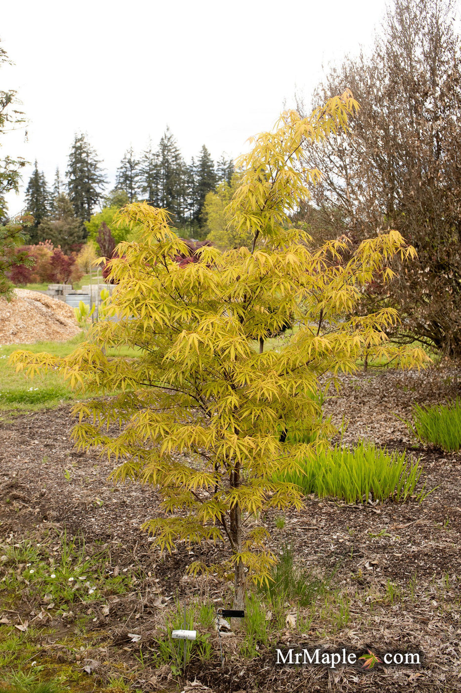 Buy Acer palmatum 'Kenbu' Japanese Maple — Mr Maple │ Buy Japanese ...