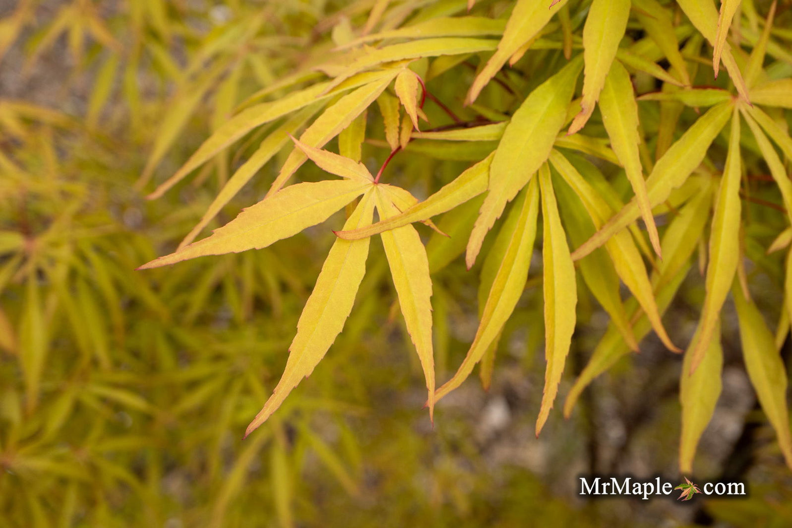 Buy Acer palmatum 'Kenbu' Japanese Maple — Mr Maple │ Buy Japanese ...