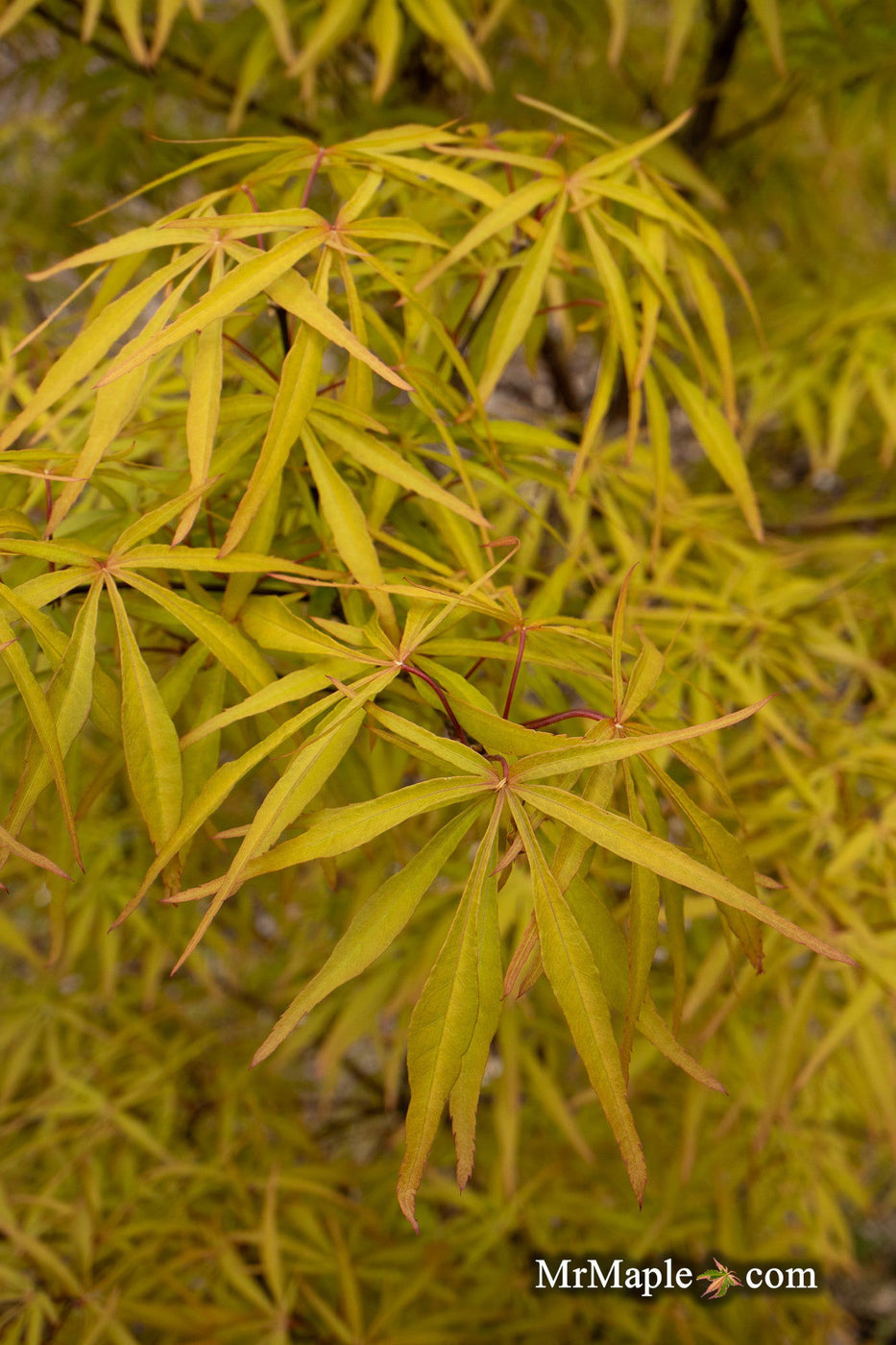Buy Acer palmatum 'Kenbu' Japanese Maple — Mr Maple │ Buy Japanese ...