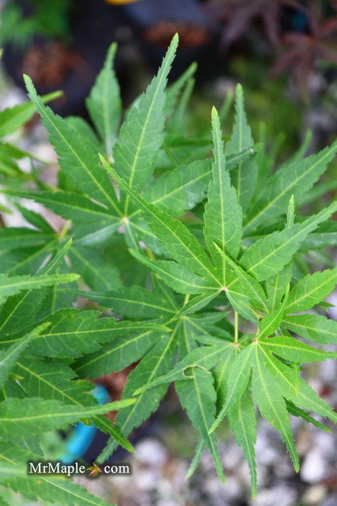 Buy Acer palmatum 'Kennedale Sunrise' Japanese Maple — Mr Maple │ Buy ...