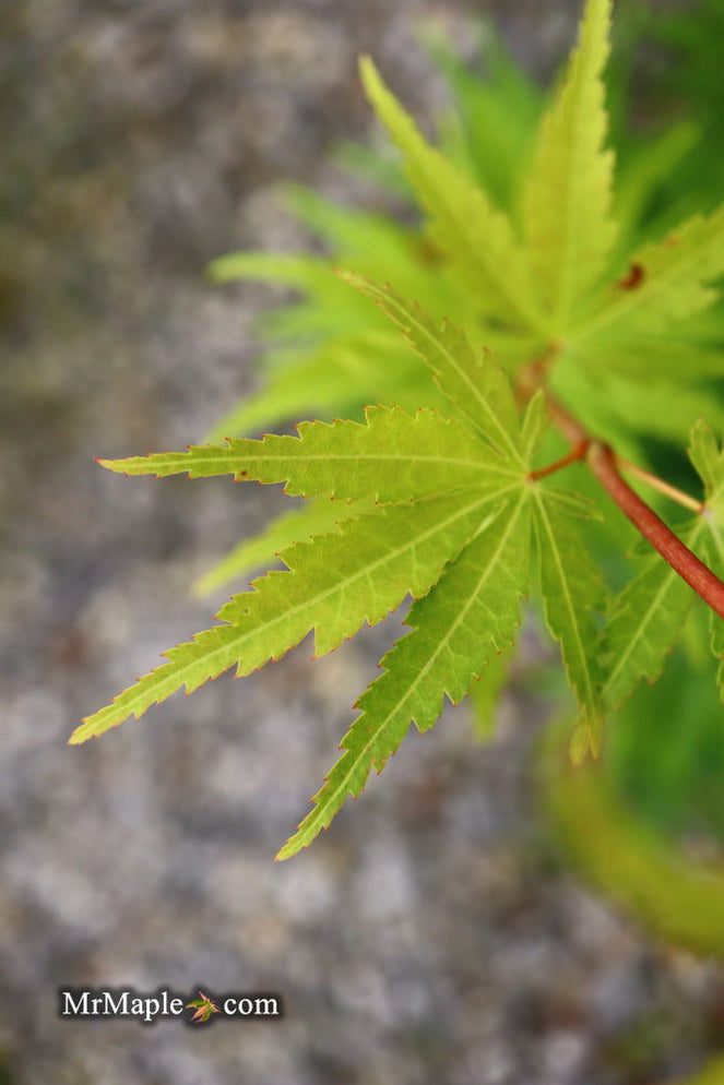 Buy Acer palmatum 'Kennedale Sunrise' Japanese Maple — Mr Maple │ Buy ...