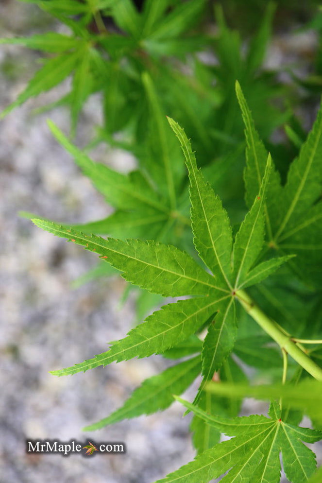 Buy Acer palmatum 'Kennedale Sunrise' Japanese Maple — Mr Maple │ Buy ...