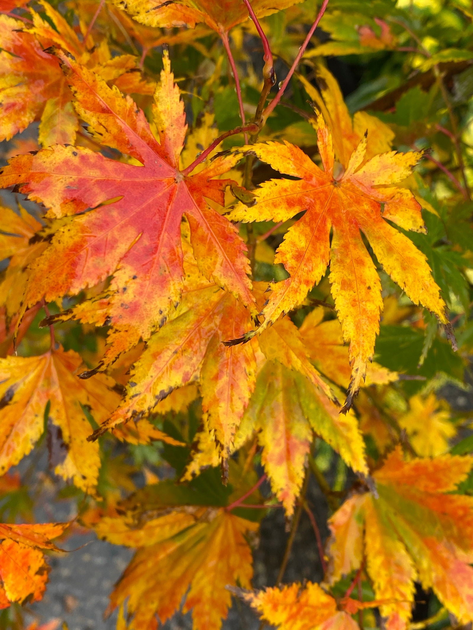 Buy Acer palmatum 'Ki hachijo' Japanese Maple — Mr Maple │ Buy Japanese ...