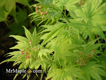 Buy Acer palmatum 'Ki hachijo' Japanese Maple — Mr Maple │ Buy Japanese ...